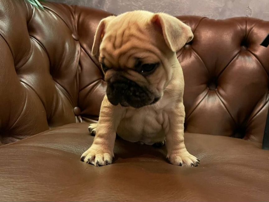 Французский бульдог щенки