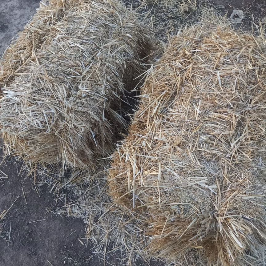 Солома в тюках пшеничная
