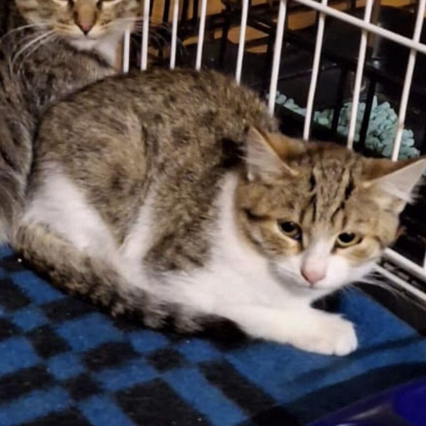 Некрасивый котенок