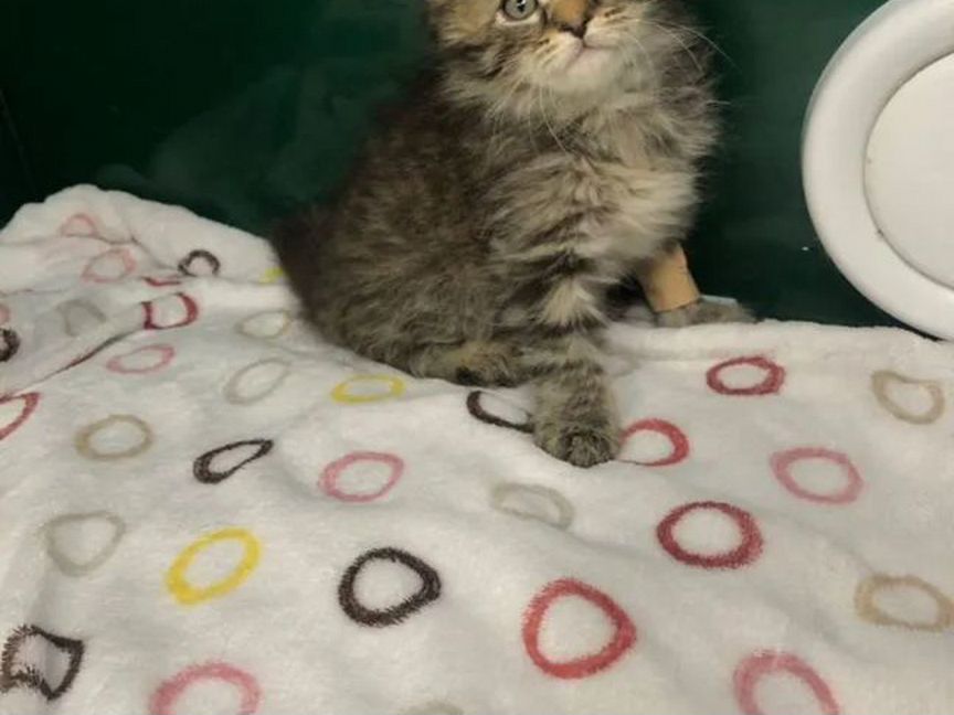 Сибирский котёнок