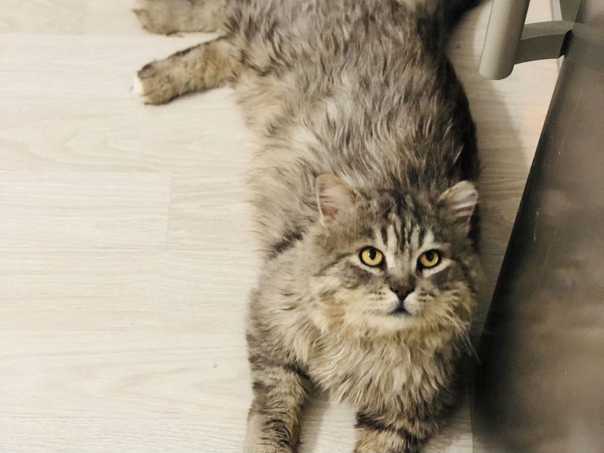 Котик в добрые руки
