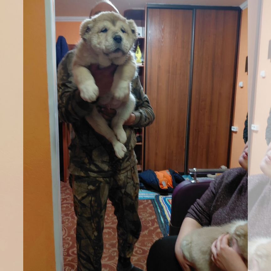 Среднеазиатская овчарка, щенок