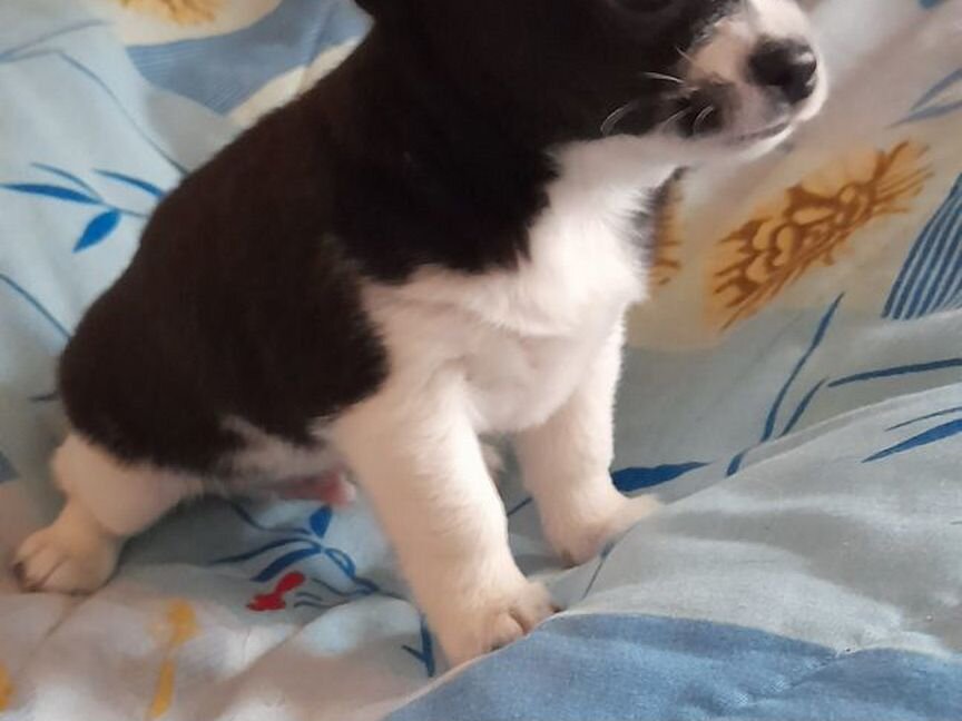 Продается мини чихуахуа мальчик