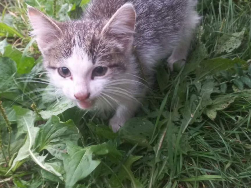 Кошки в добрые руки бесплатно