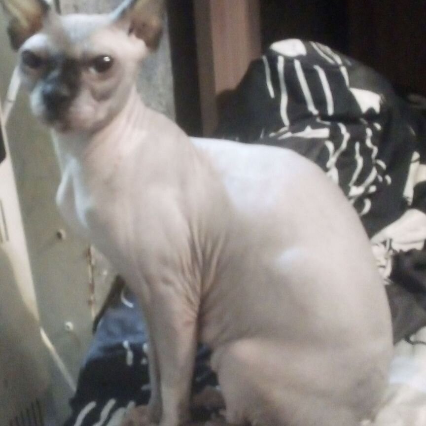 Канадский сфинкс котёнок