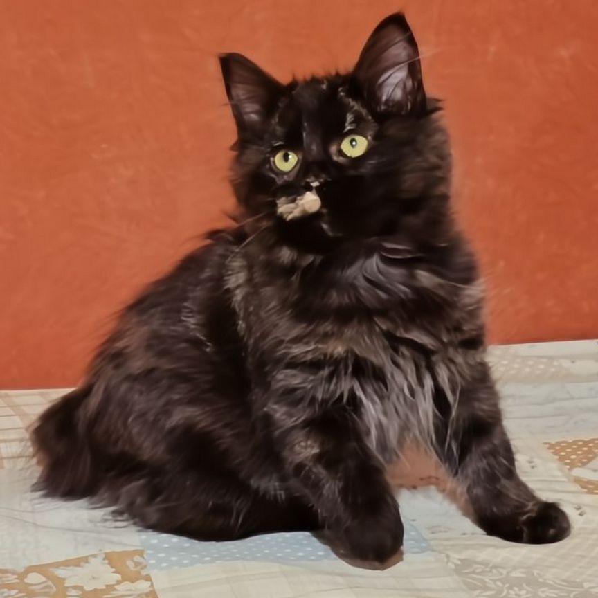 Курильский бобтейл длинношёрстный котёнок