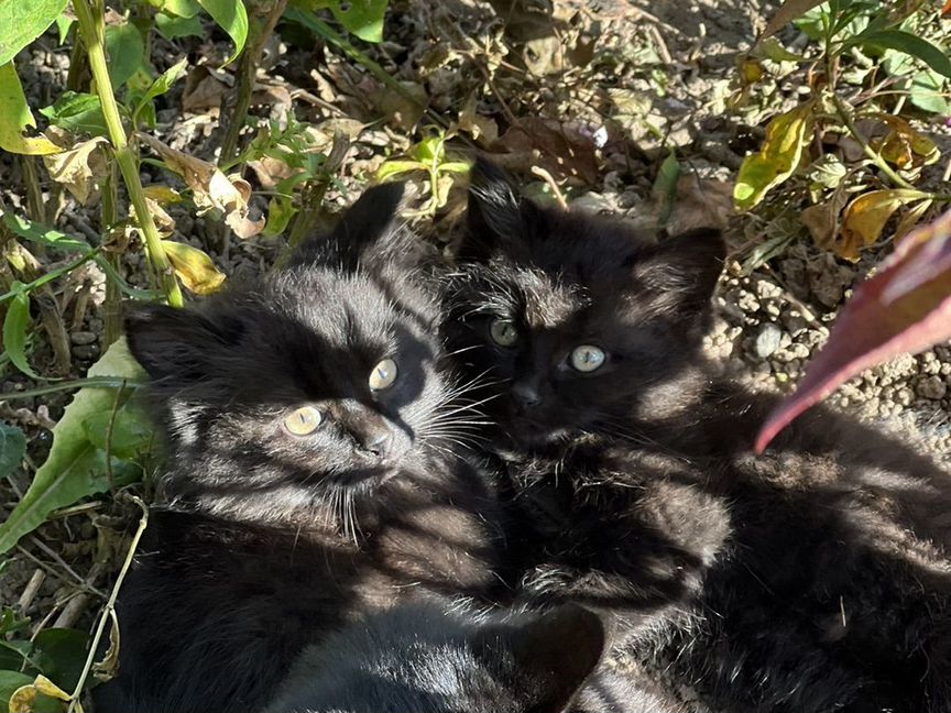 Приютите, ласковые котята