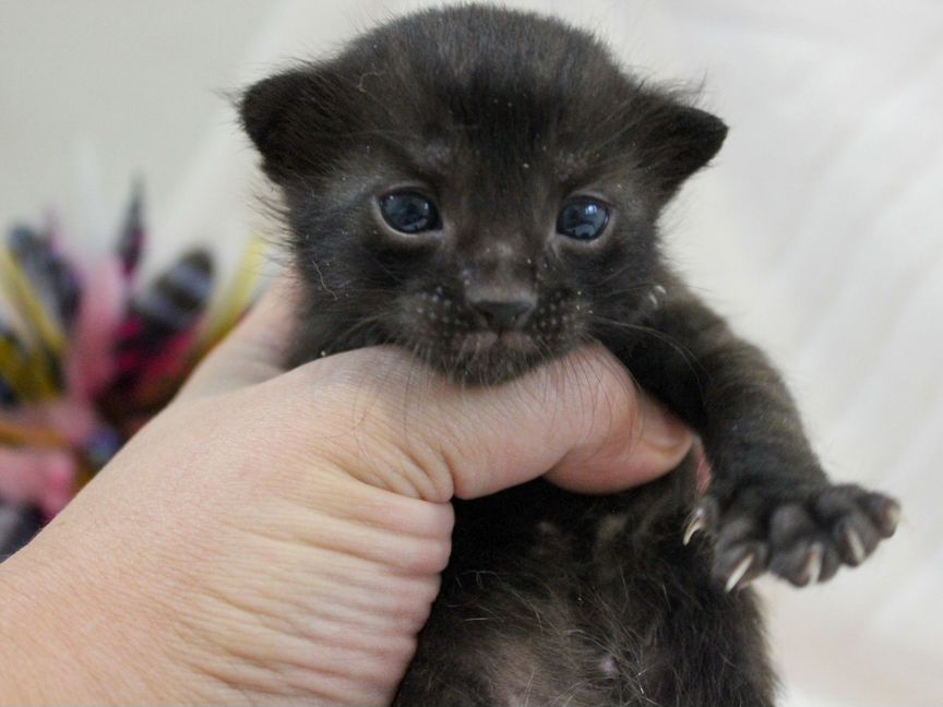 Бенгал Меланистик маленькая Пантера