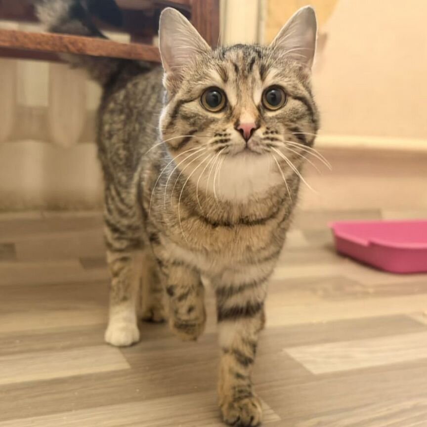 Котенок