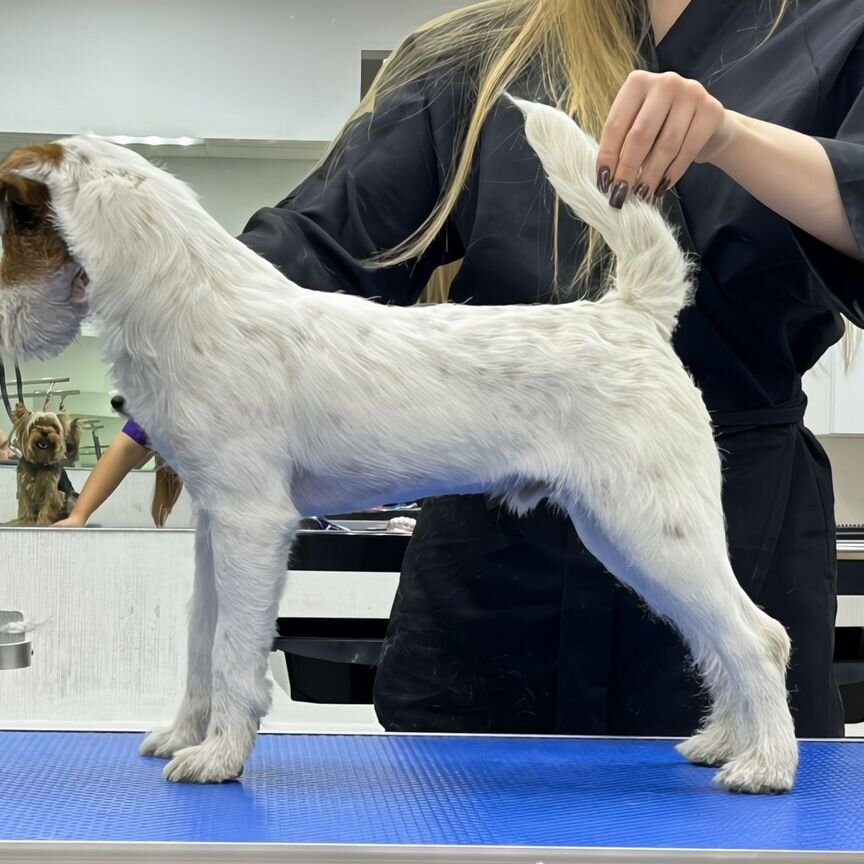 Парсон-рассел-терьер, щенок