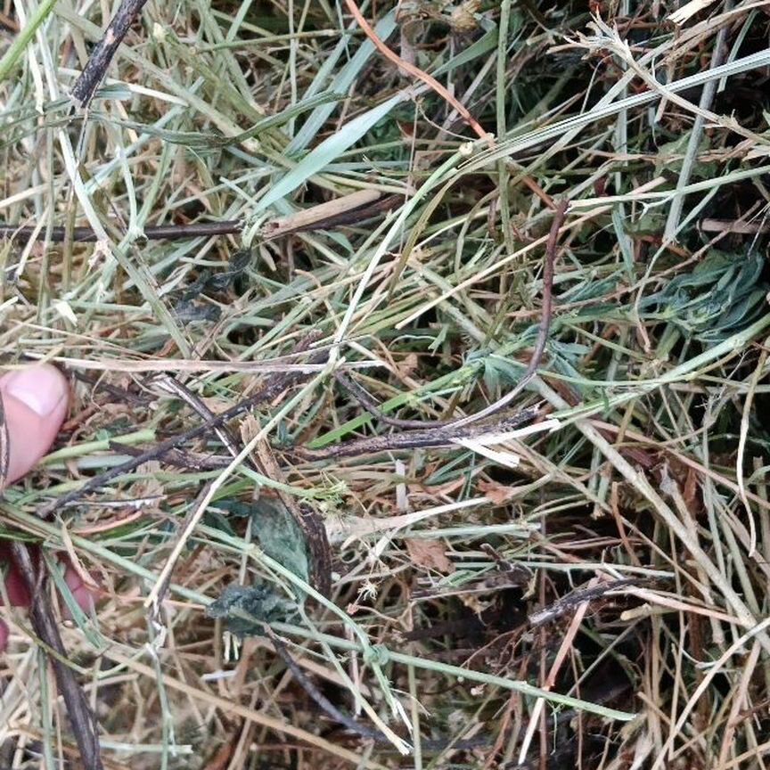 Сено люцерны в рулонах