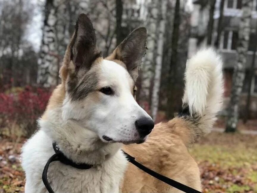 Великан Томас из приюта