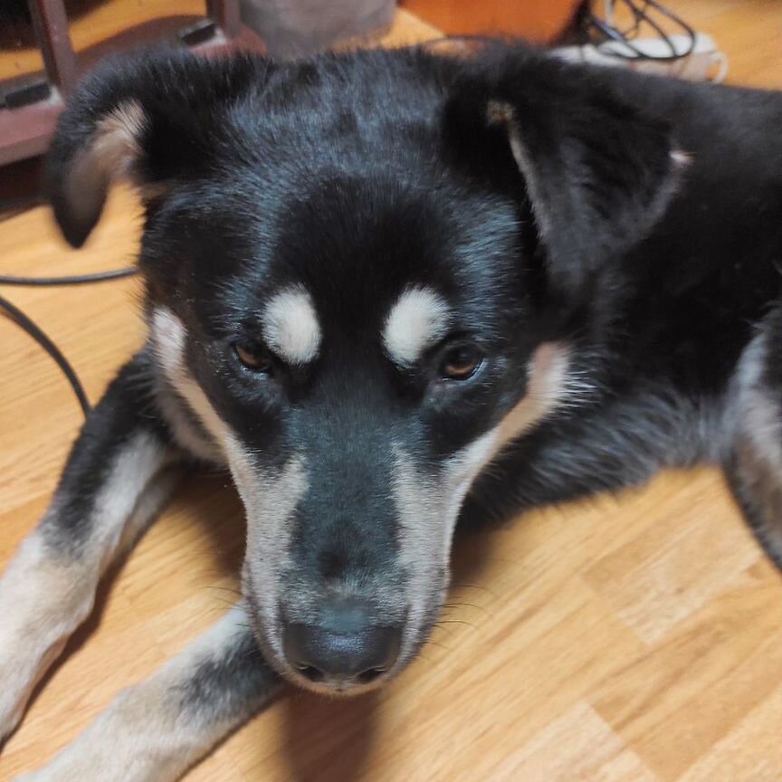 Щенок в добрые руки