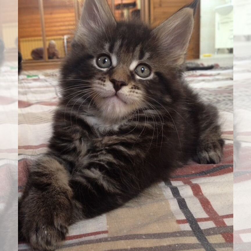 Мейн-кун котёнок