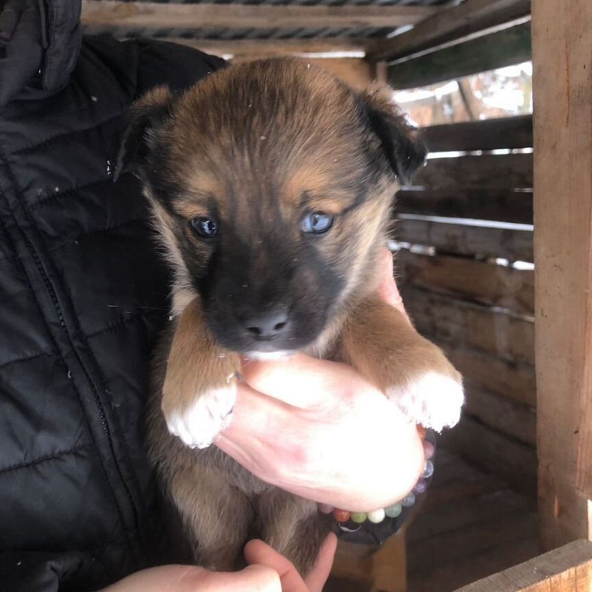 Девочка, будущая охранница