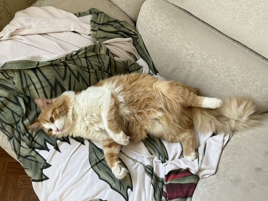 Котик ищет девочку вязка