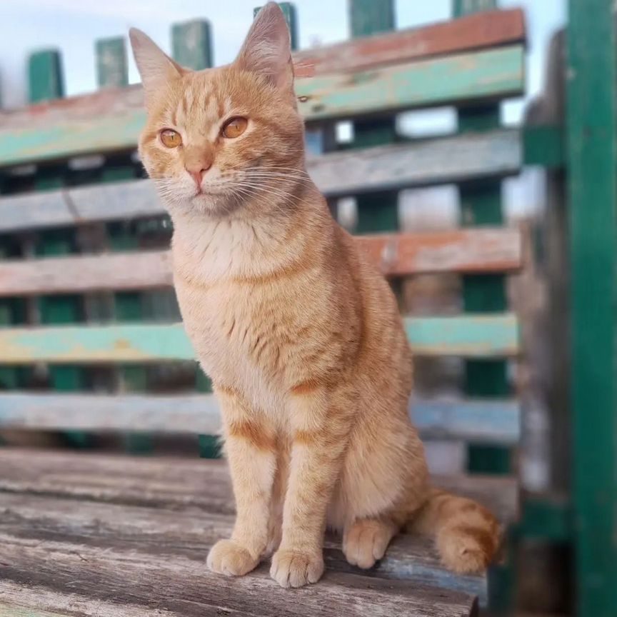 Взрослый кот в добрые руки