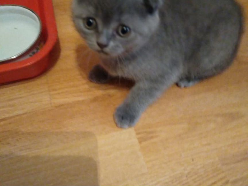 Британские котята