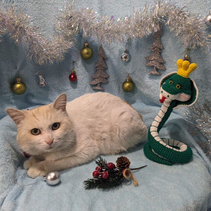 Кошки