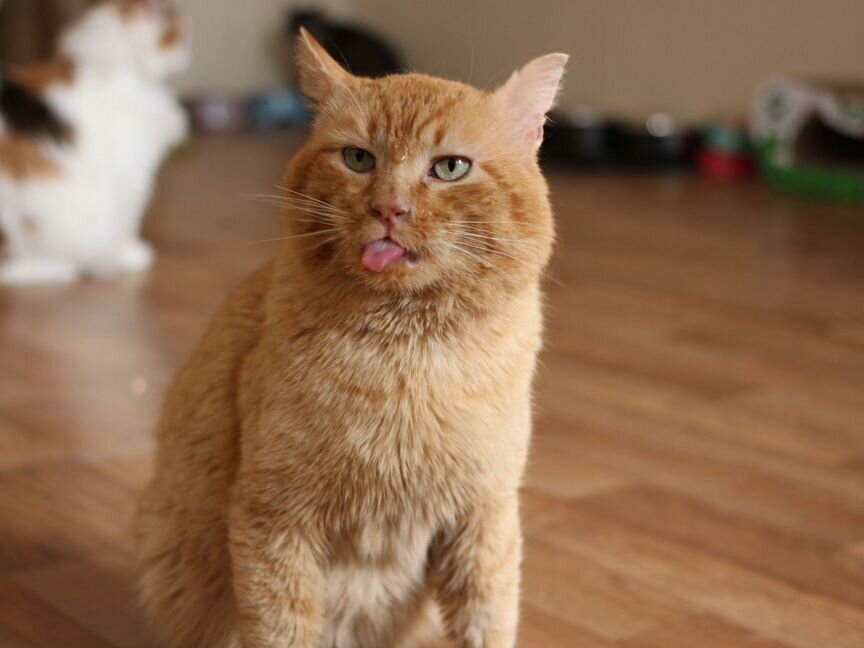 Невероятный котик