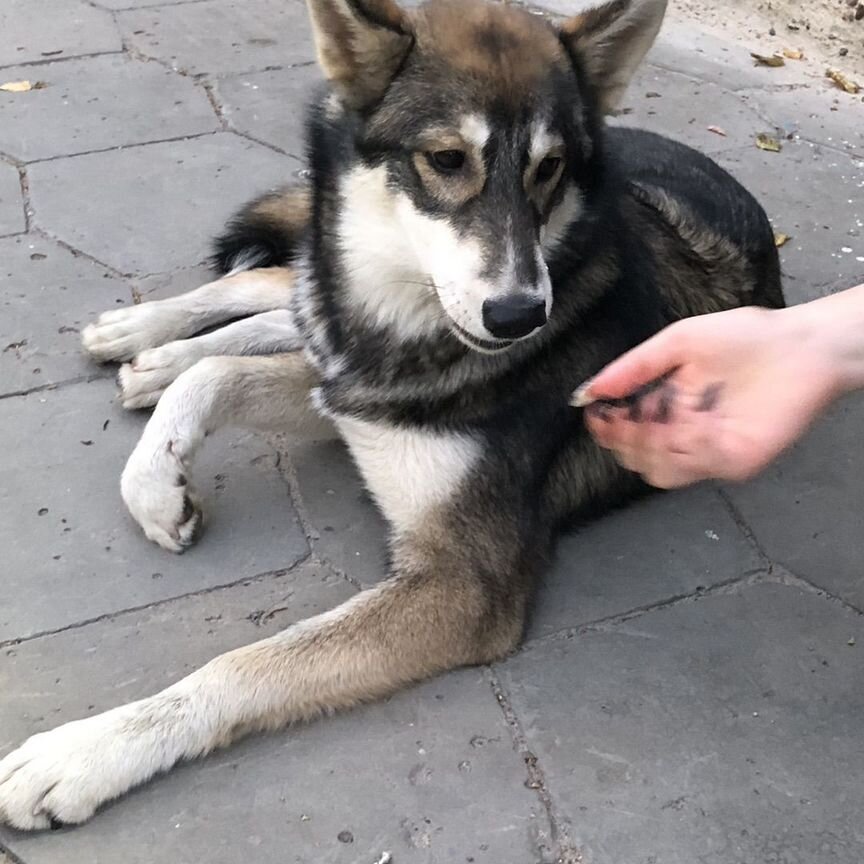 Собака ищет дом