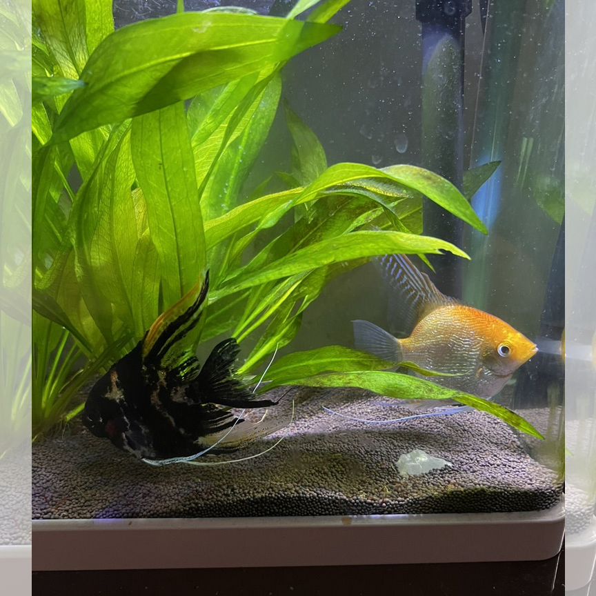 Скалярии пара