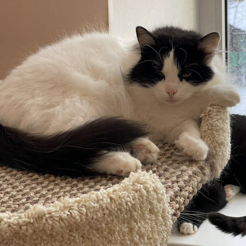 Белоснежная пушистая Бетти из приюта