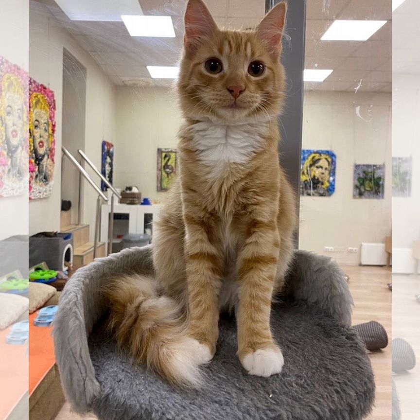 Котёнок в добрые руки