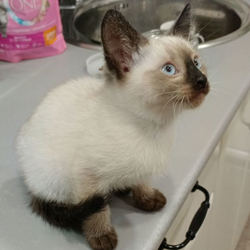 Котёнок в добрые руки бесплатно