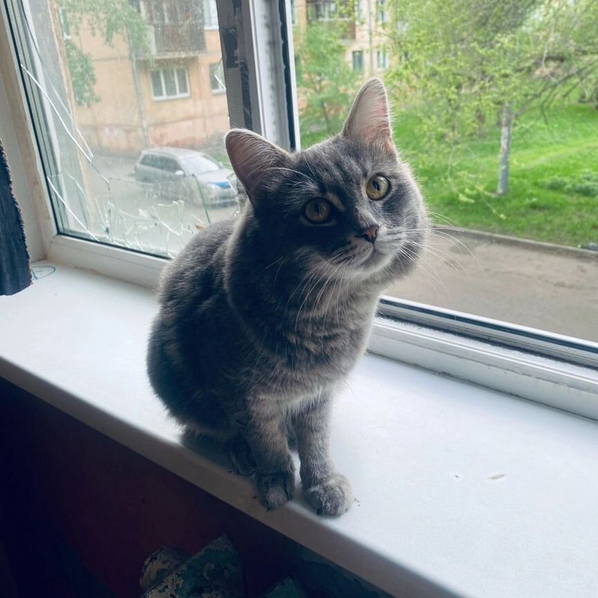 Наиласковейший котик ищет дом или передержку