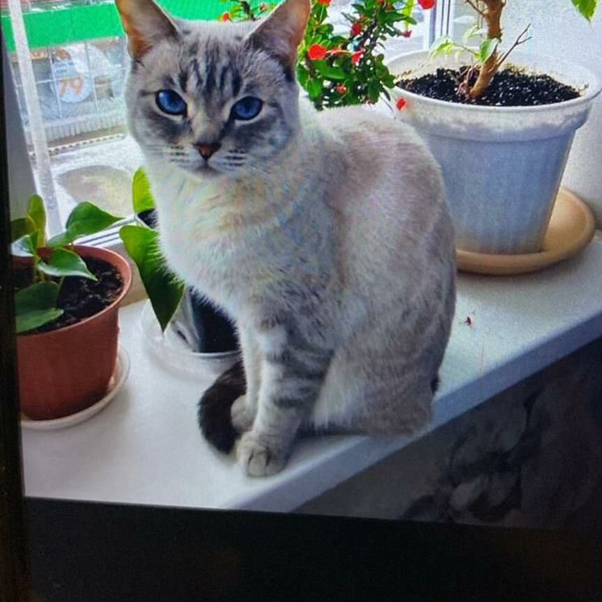 Кошку в пятницу выкинут