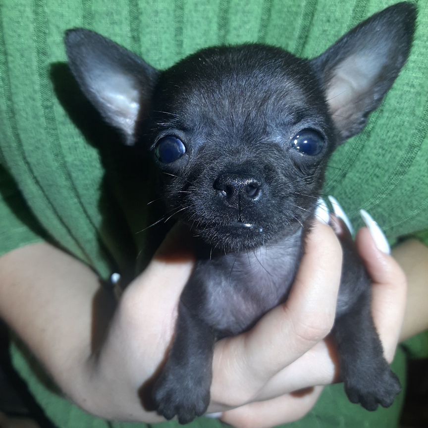 Чихуахуа, щенок