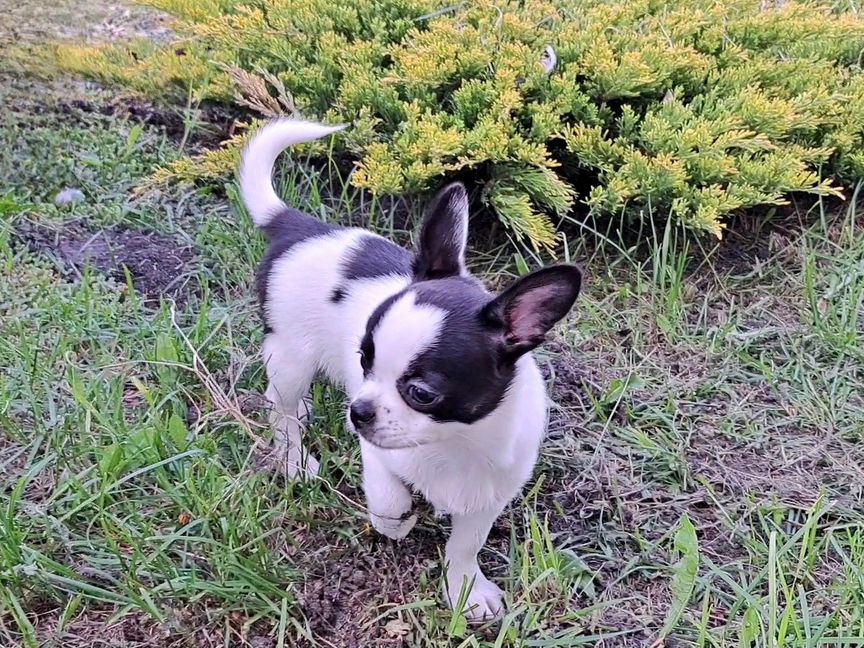 Чихуахуа красотка девочка