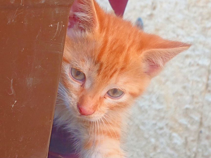 Котейка. Котёнок. Котёночек