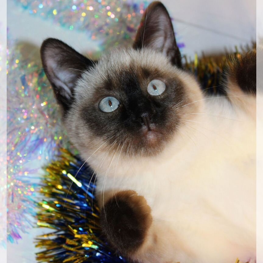 Сиамский котёнок