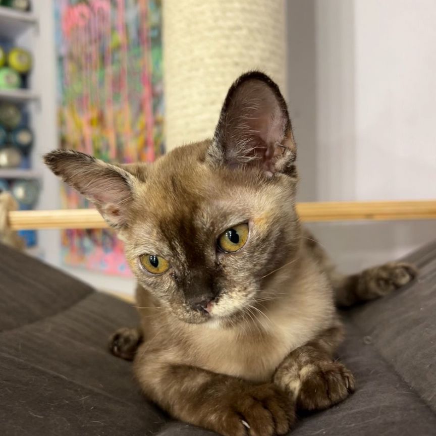 Котята европейской бурмы