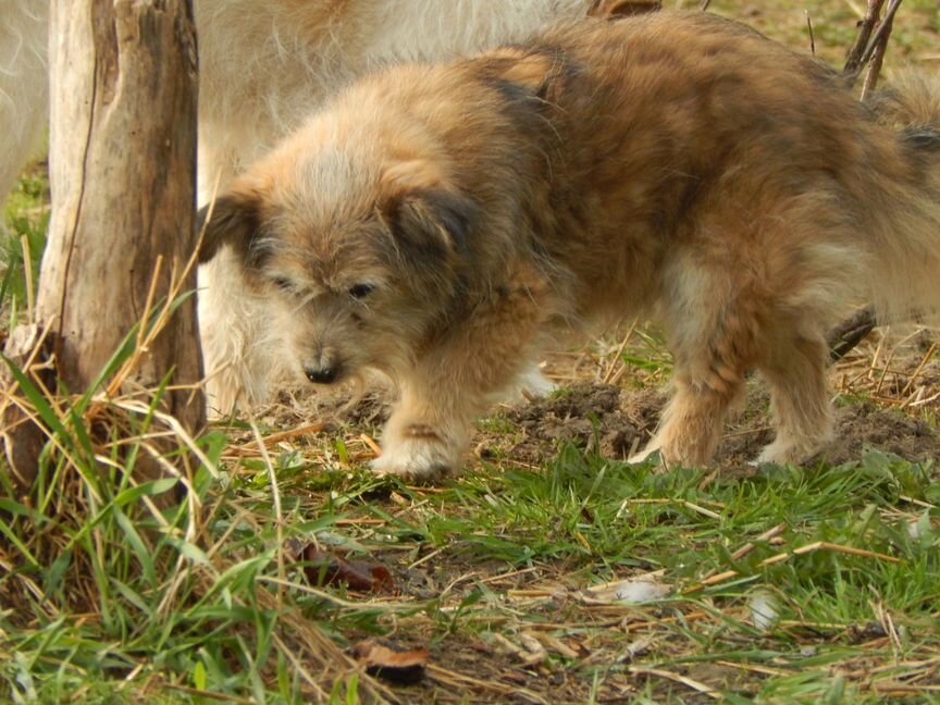 Маленький пожилой песик ищет дом/передержку