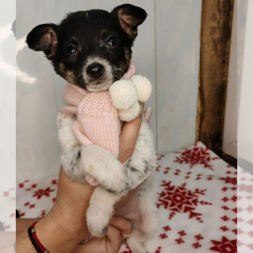 Щенок в добрые руки