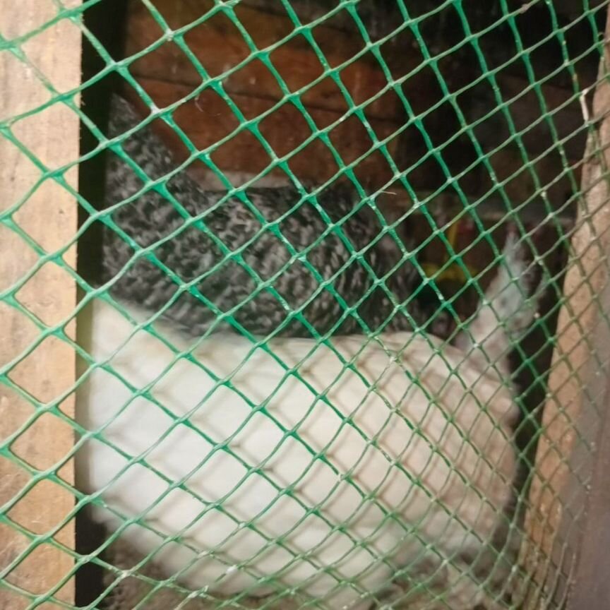 Куры молодки несушки