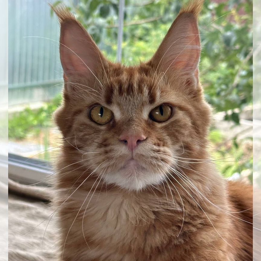 Мейн-кун, взрослая кошка