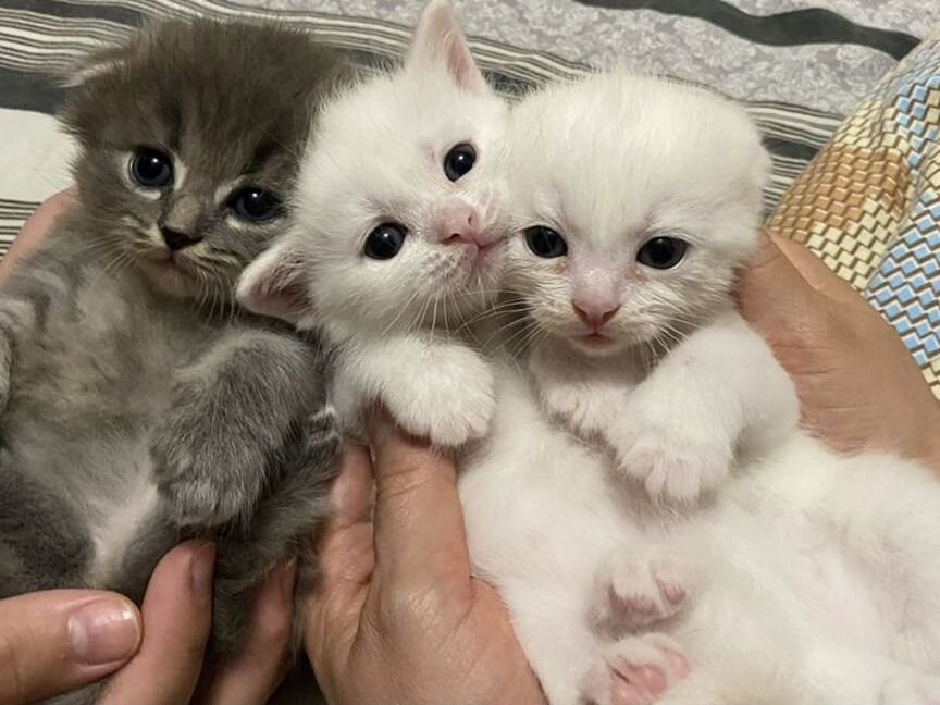 Котята шотландцы вислоухие и прямоухие