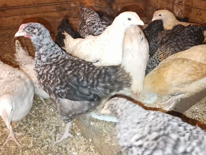 Цыплята двухмесячные