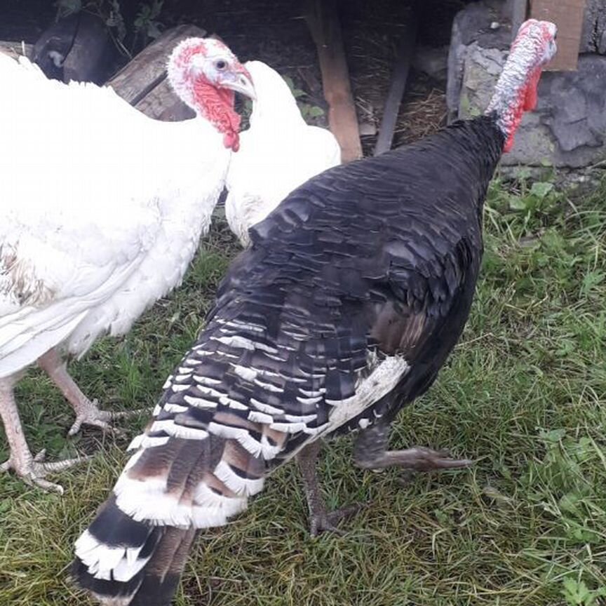 Инкубационный яйцо Индюков