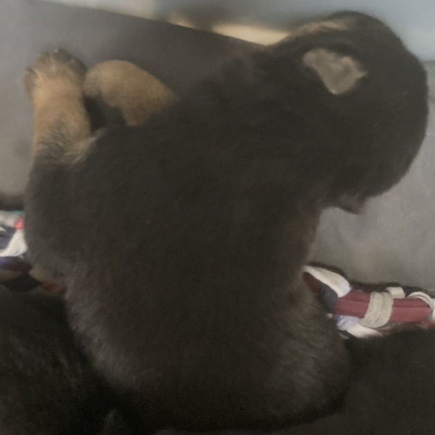 Восточноевропейская овчарка, щенок