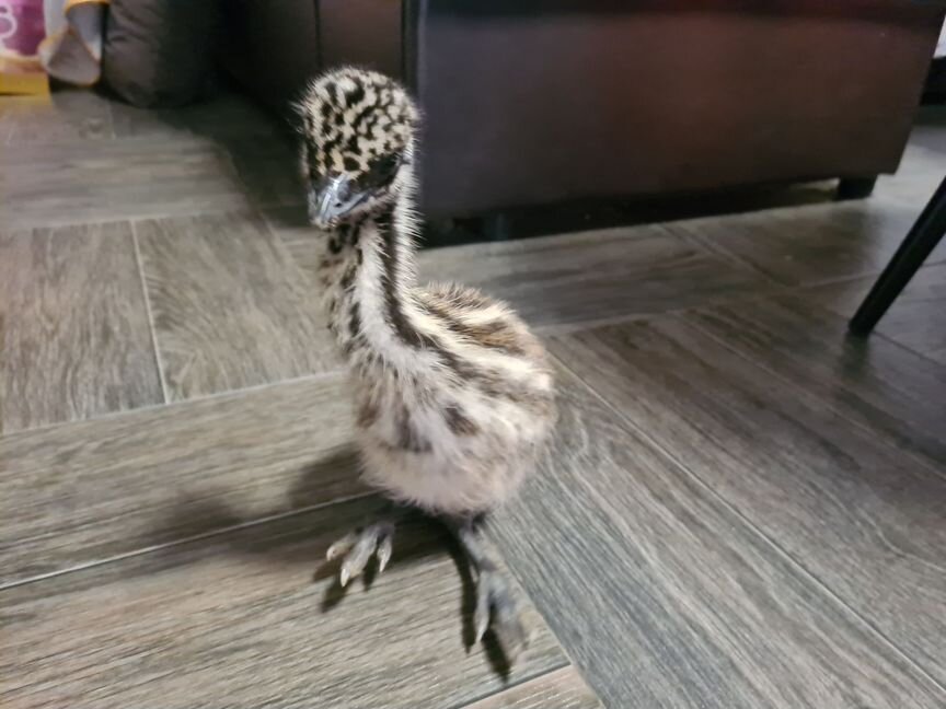 Птенцы домашних страусов