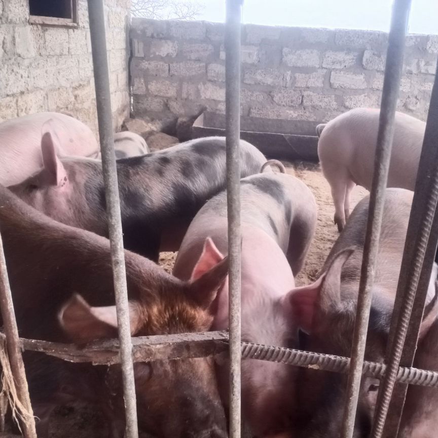 Продаю свиней живым весам