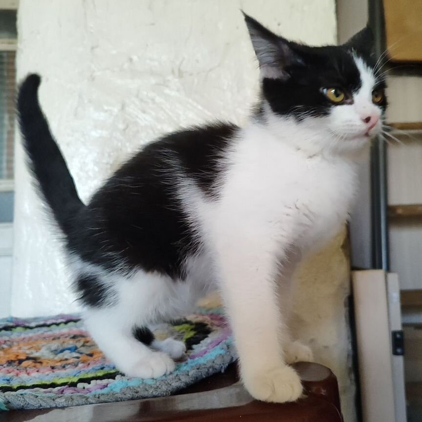 Котёнок в добрые руки