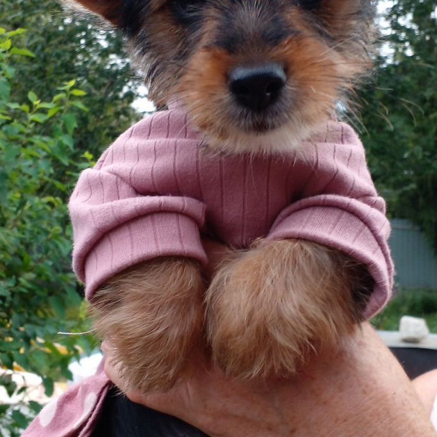 Йоркширский терьер