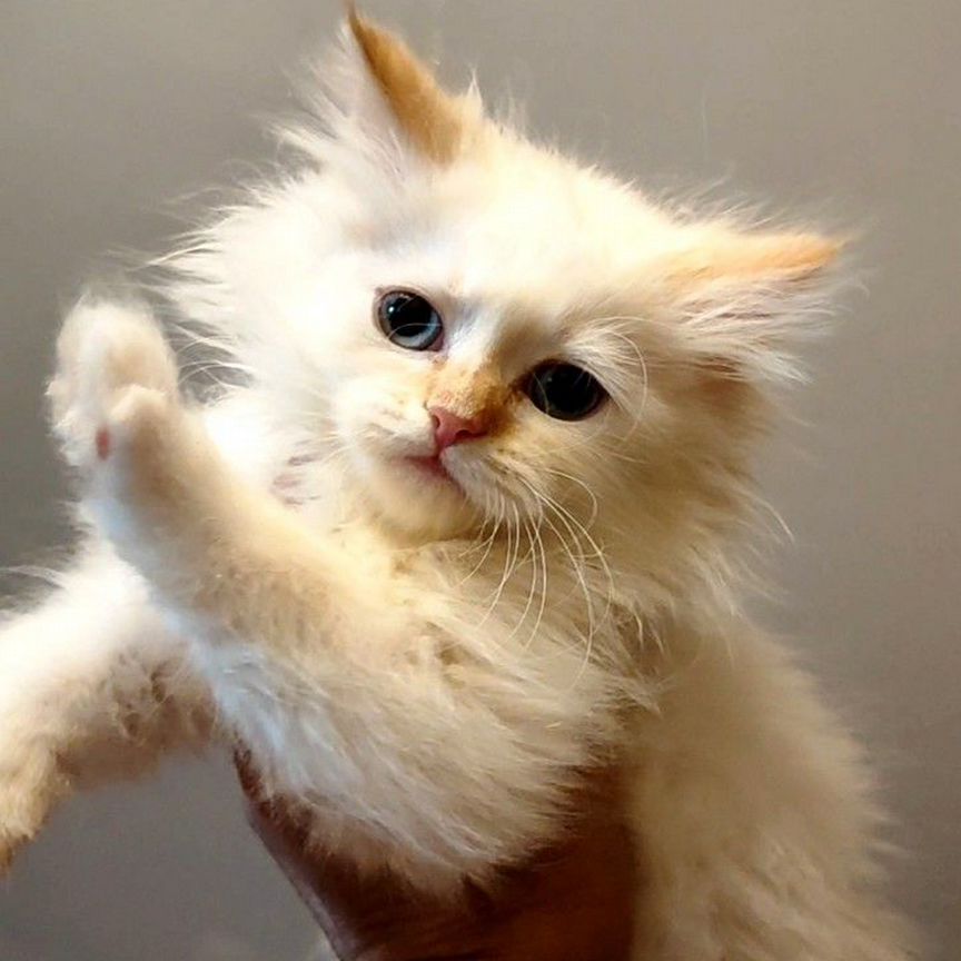 Невский маскарадный котёнок