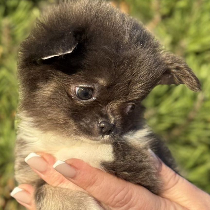 Чихуахуа, щенок